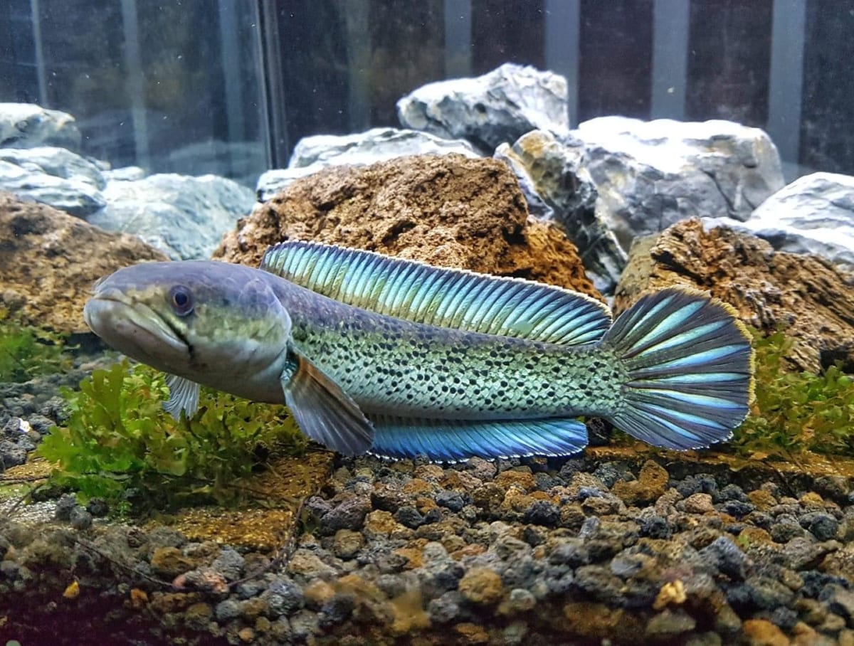 Cá cảnh: Lóc tiểu hoàng đế size 4 - 6 - Tailocaqua.vn